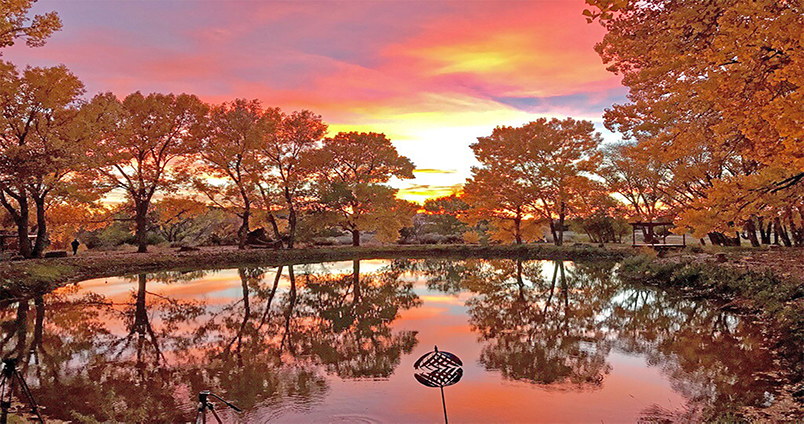 Pond-color tree-sunset - The Chi Center