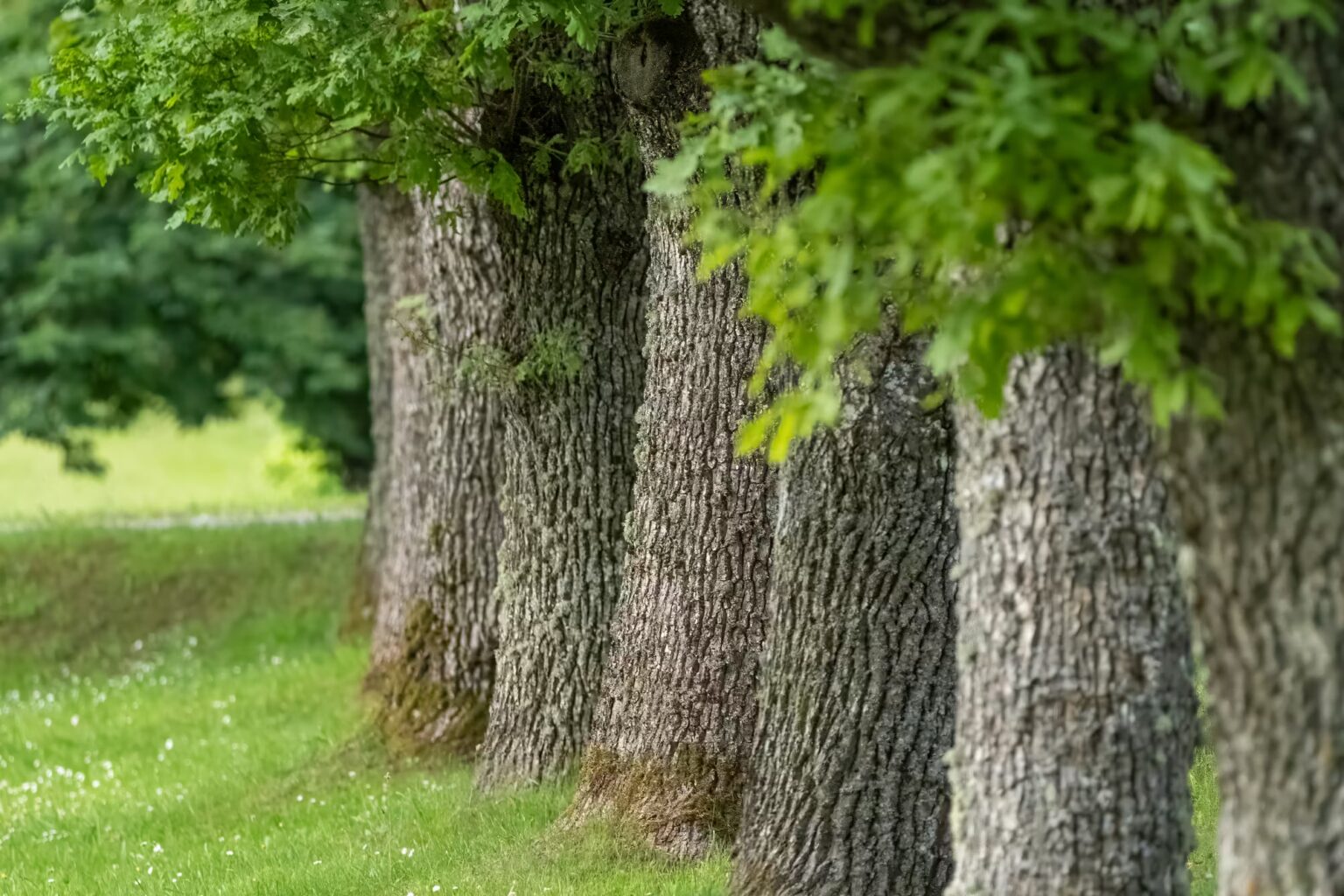 Pure Consciousness: Recognizing the Essence of Being - The Chi Center